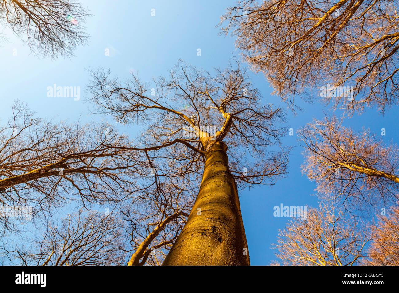 beautiful trees in the wild forest Stock Photo - Alamy