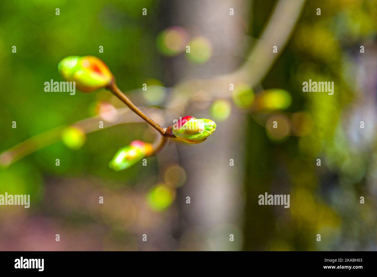 detail of tree bud in forest Stock Photo - Alamy