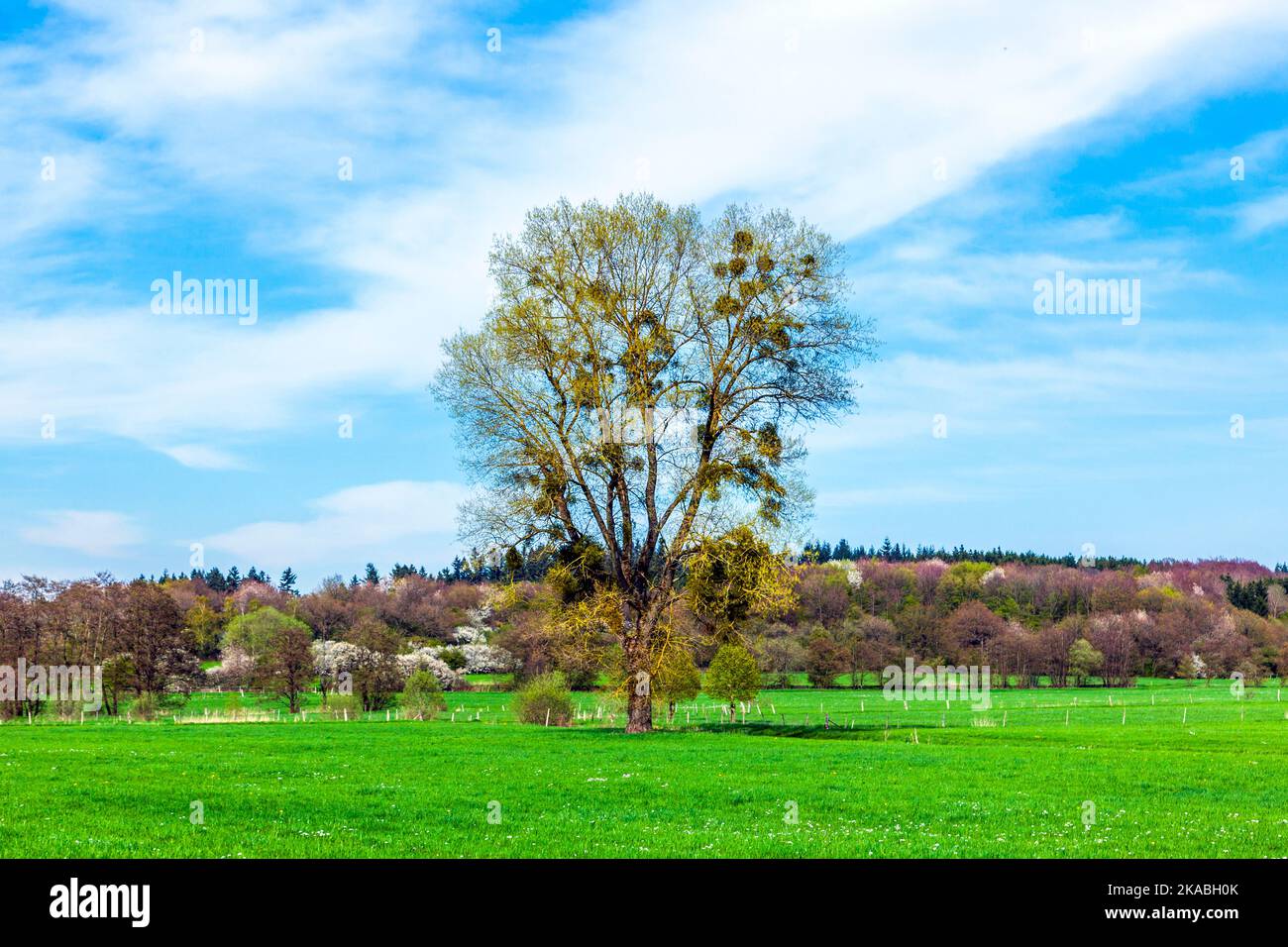 mistletoe tree in green landscape Stock Photo - Alamy