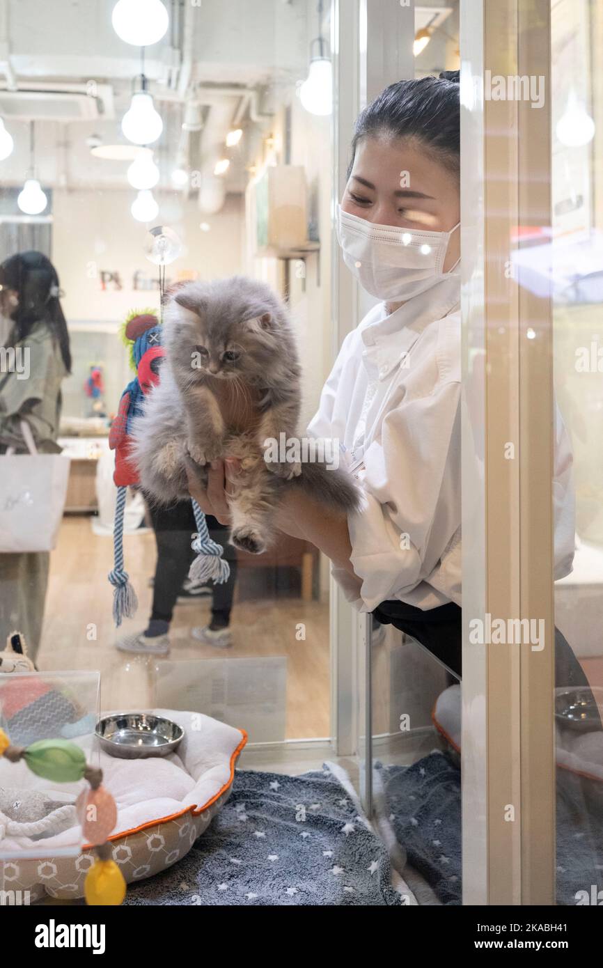 Tokyo, Japan. 1st Nov, 2022. A worker at a pet shop picking up a fluffy ...