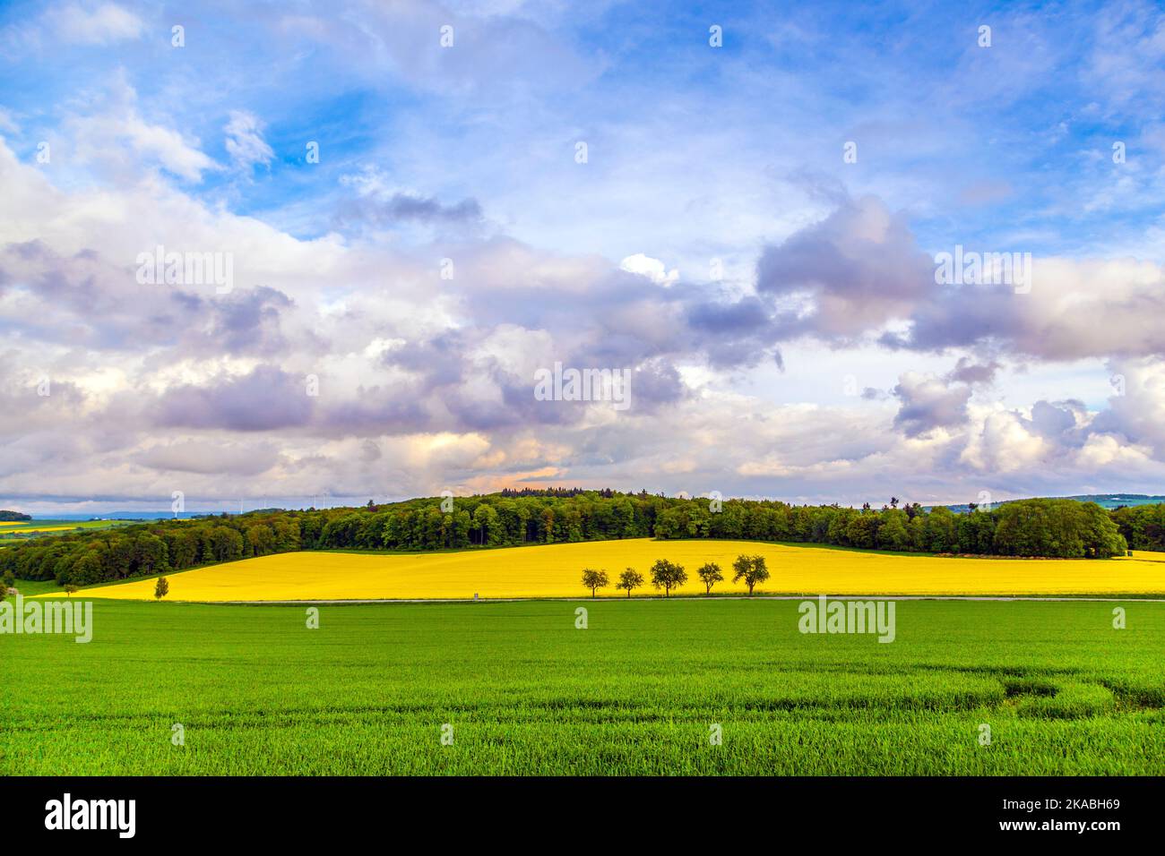 beautiful landscape with rape field and dramatic cloud scape in the ...