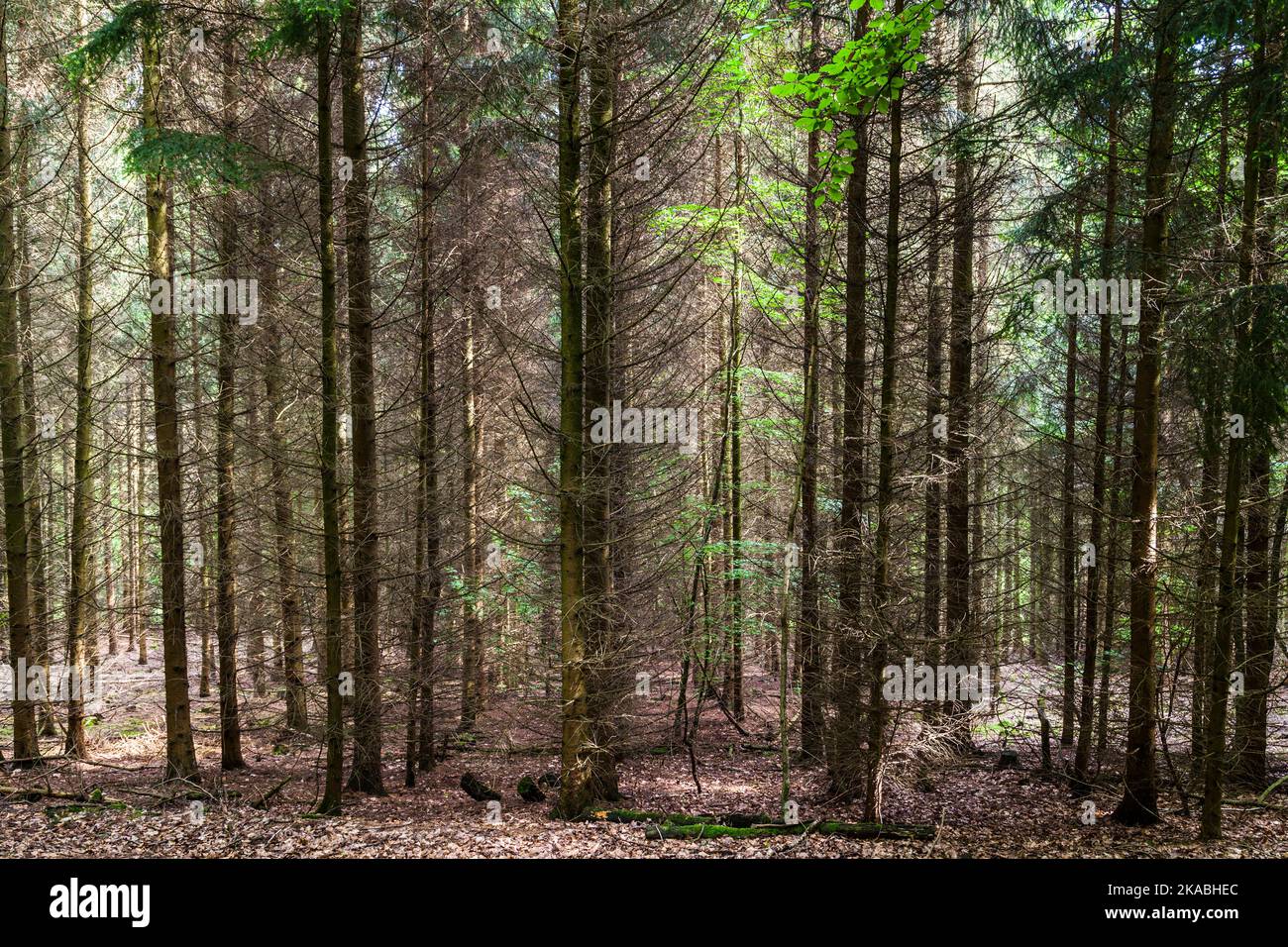 pattern of trees in the green forest in springtime Stock Photo - Alamy