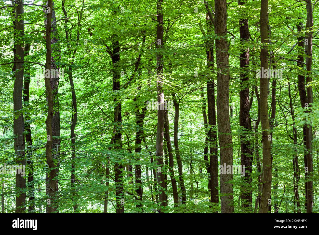 pattern of trees in the green forest in springtime Stock Photo - Alamy