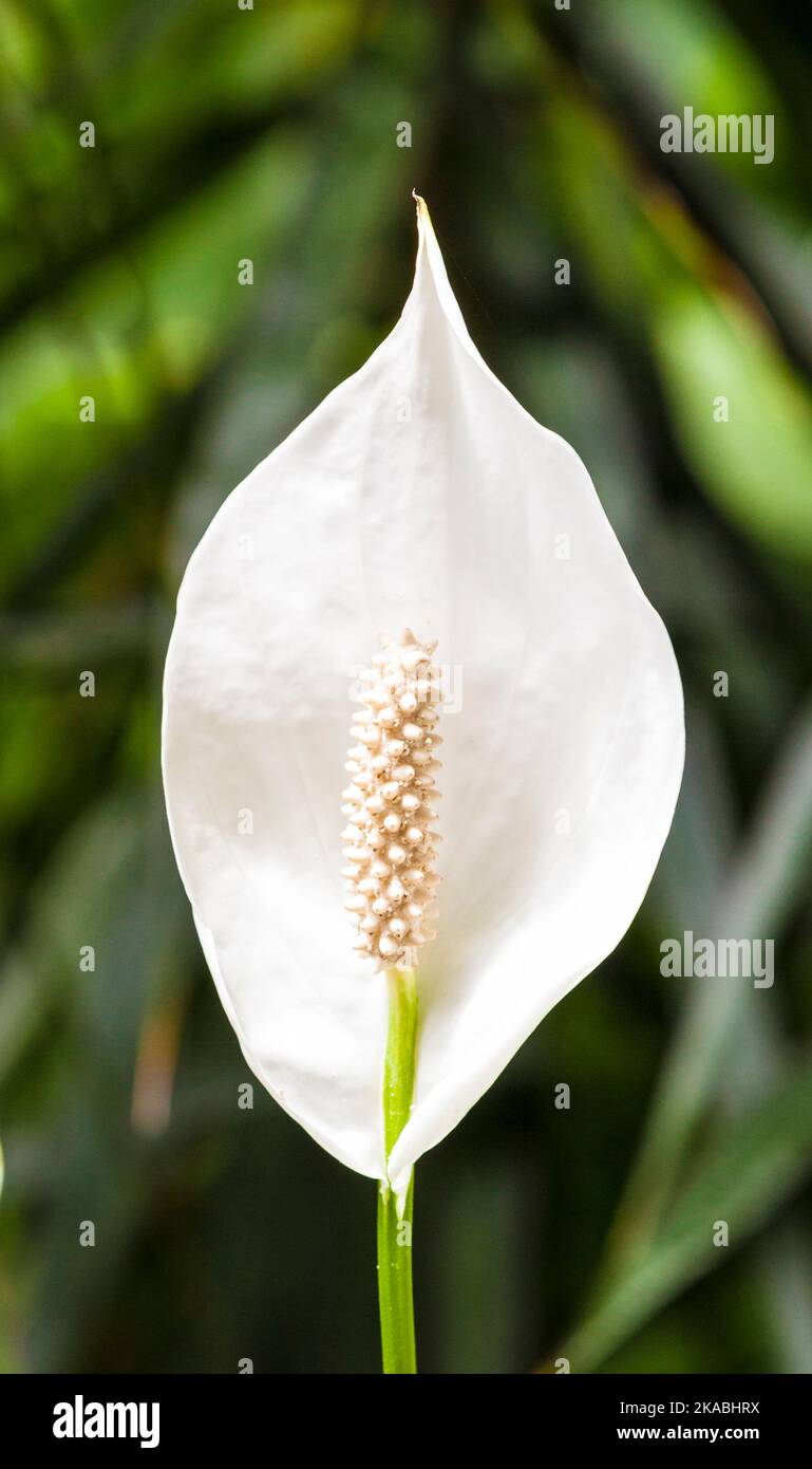 white lily in detail in tropical garden Stock Photo - Alamy