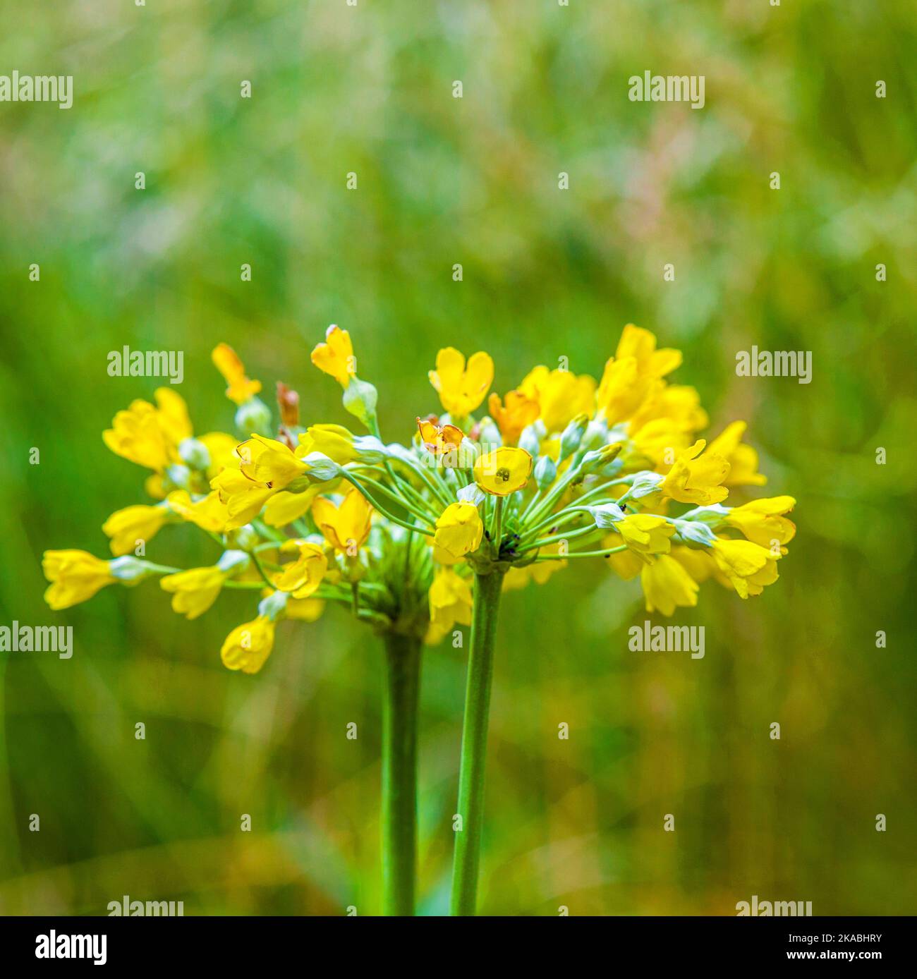 Yellow cow hi-res stock photography and images - Alamy