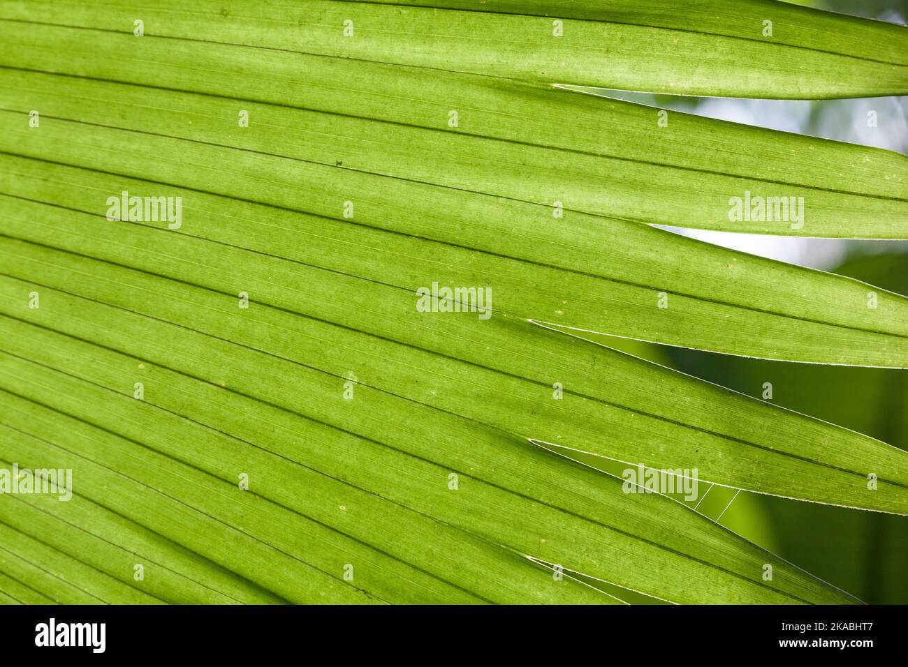 bright palm leaves texture in tropical garden Stock Photo - Alamy