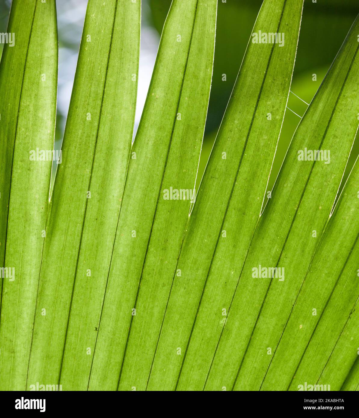 bright palm leaves texture in tropical garden Stock Photo - Alamy