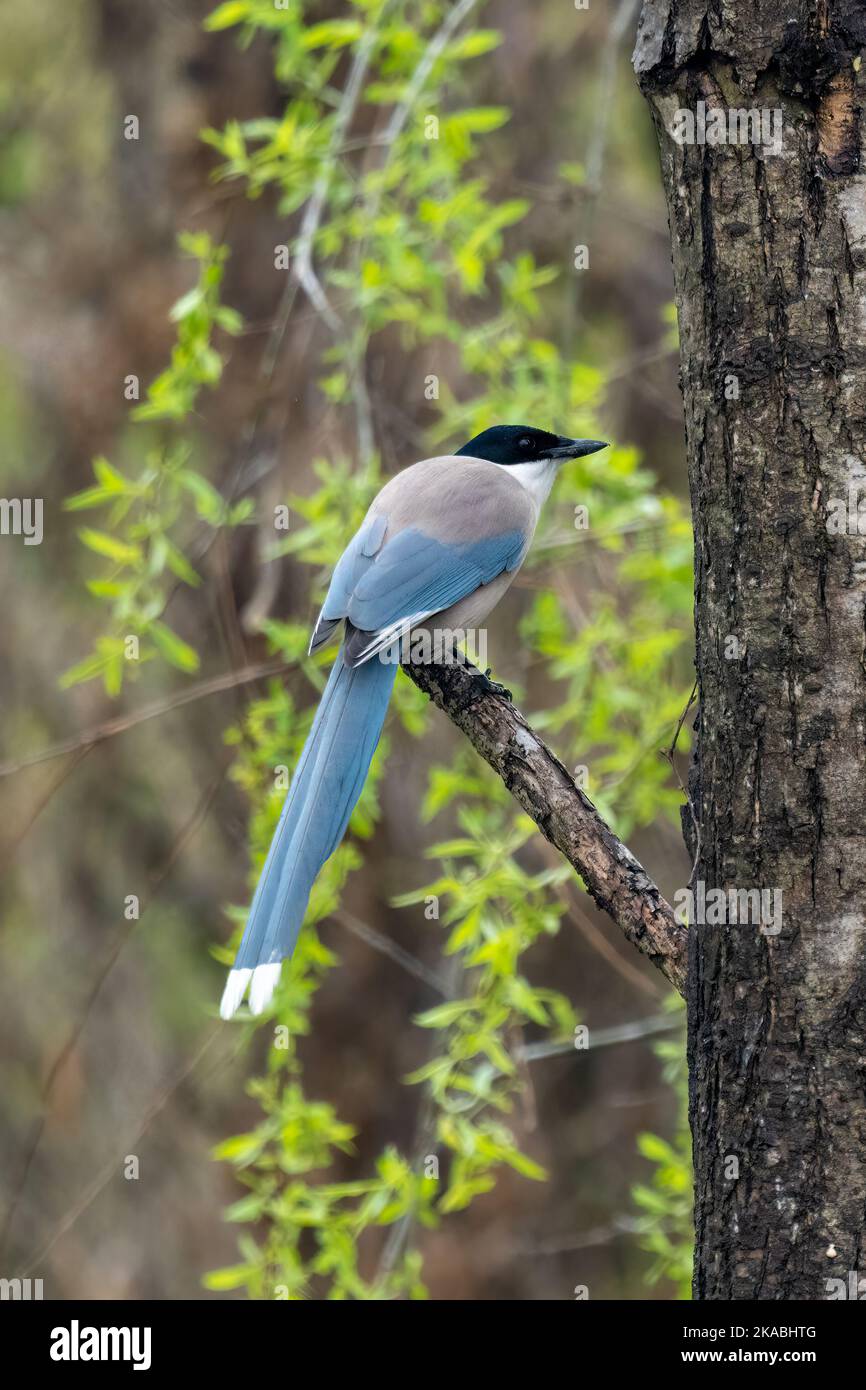 Close-up of a sitting, beautiful azure winged magpie during spring time ...
