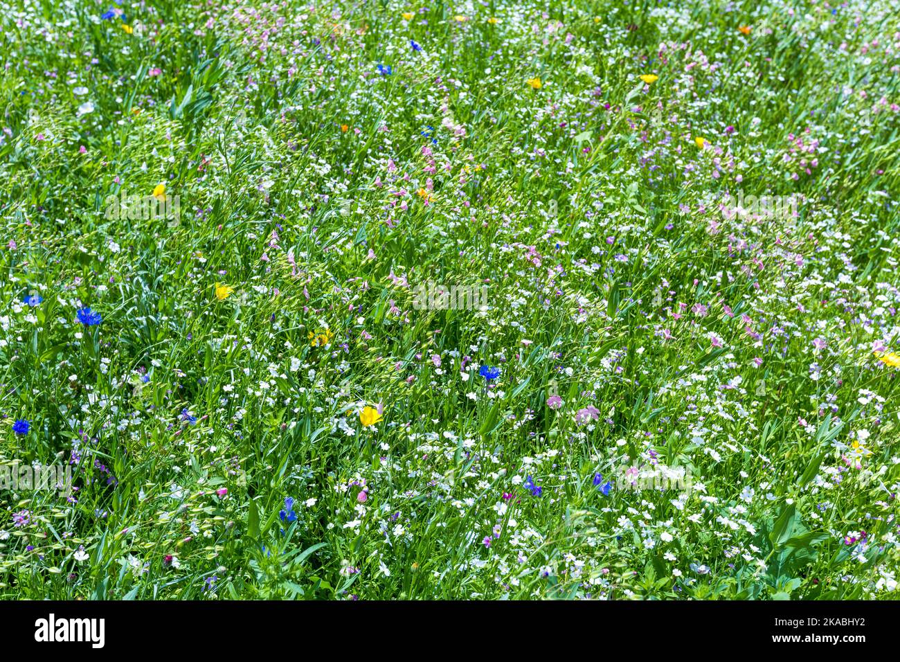 Abstract summer, natural, flower light background. Nature bokeh ...