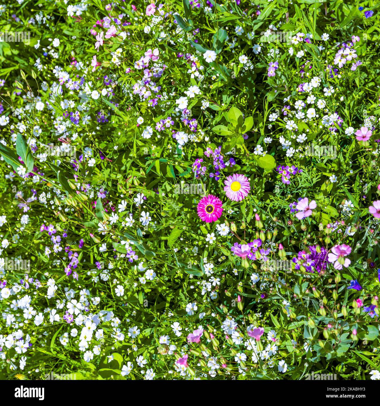 Abstract summer, natural, flower light background. Nature bokeh ...