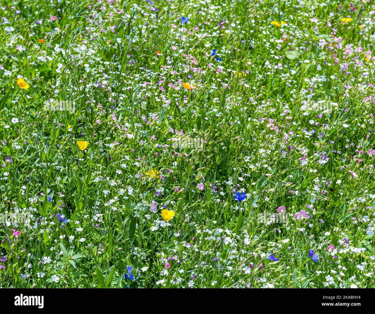 Abstract summer, natural, flower light background. Nature bokeh ...