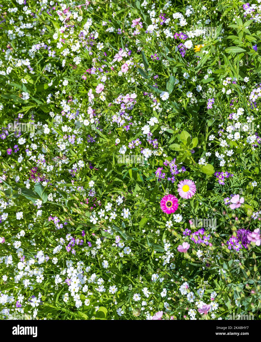 Abstract summer, natural, flower light background. Nature bokeh ...