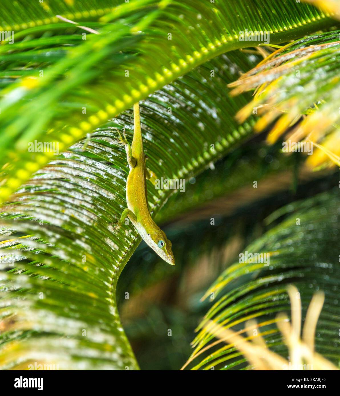 common salamander hunting in the palm tree Stock Photo - Alamy
