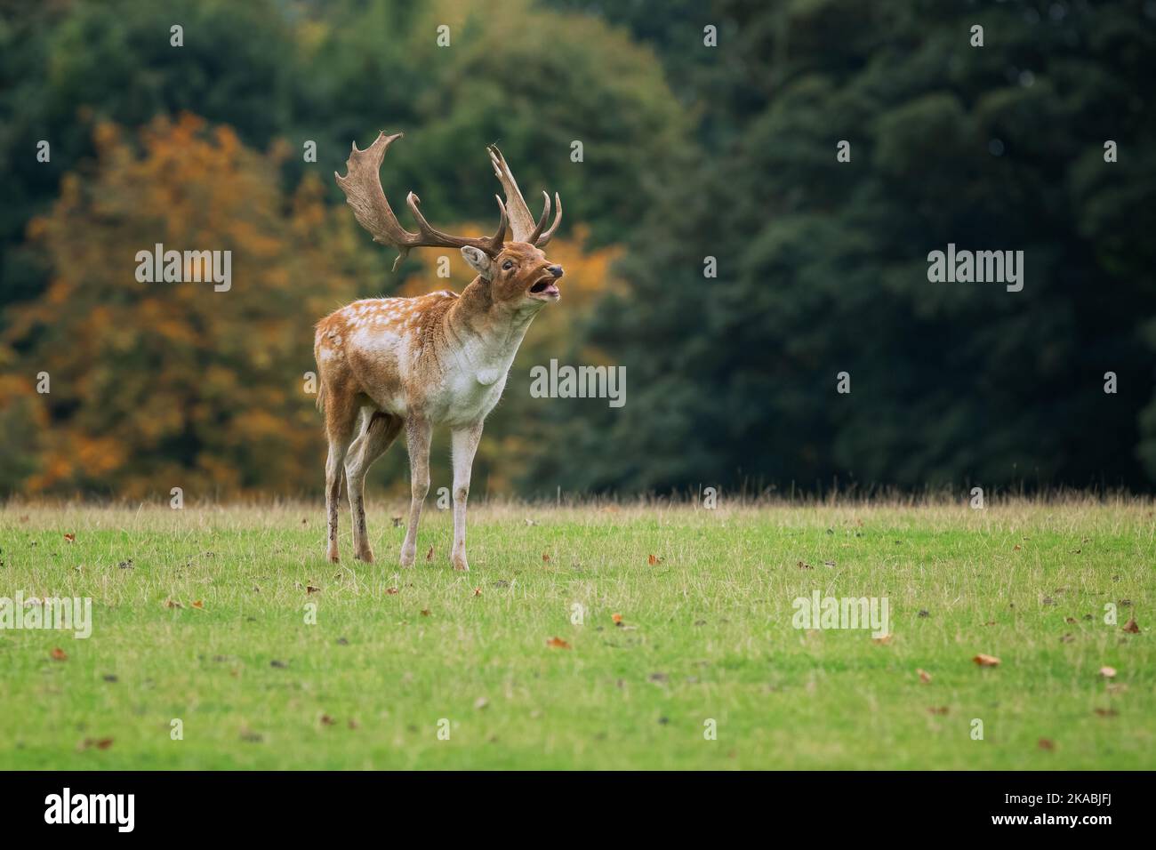 A lone fallow deer buck stands on the grass with his mouth open as he ...