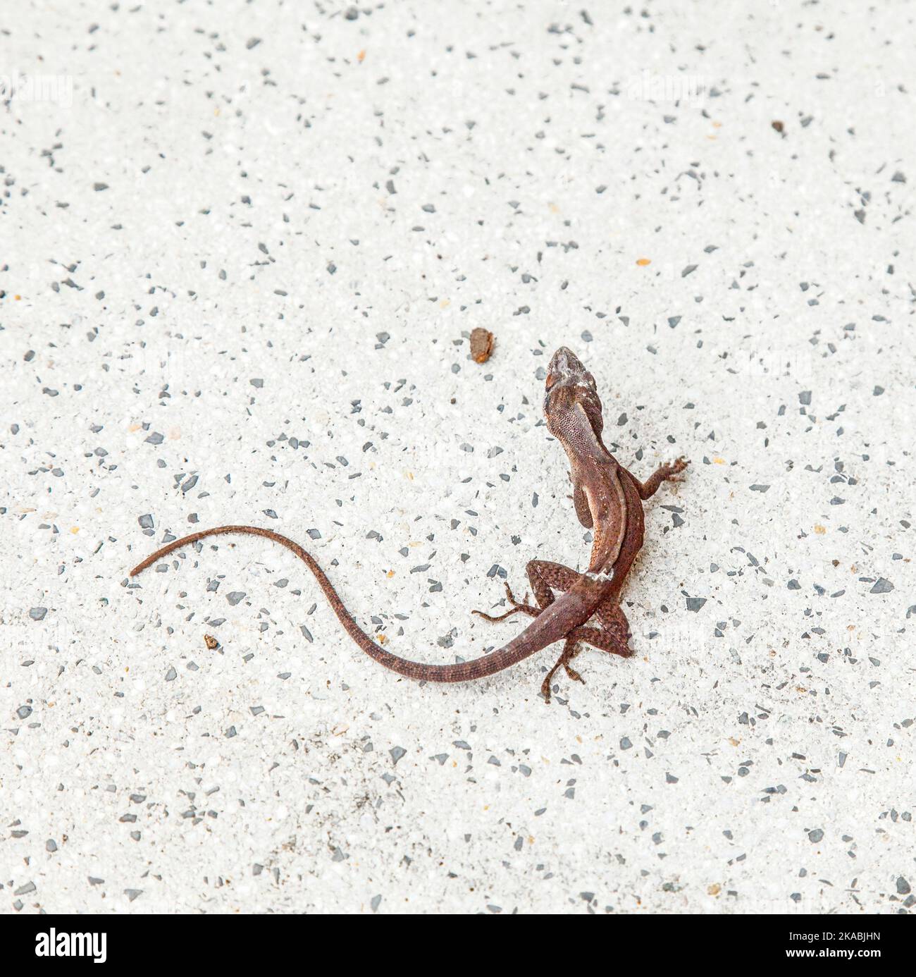 Newt triturus vulgaris crawling hi-res stock photography and images - Alamy