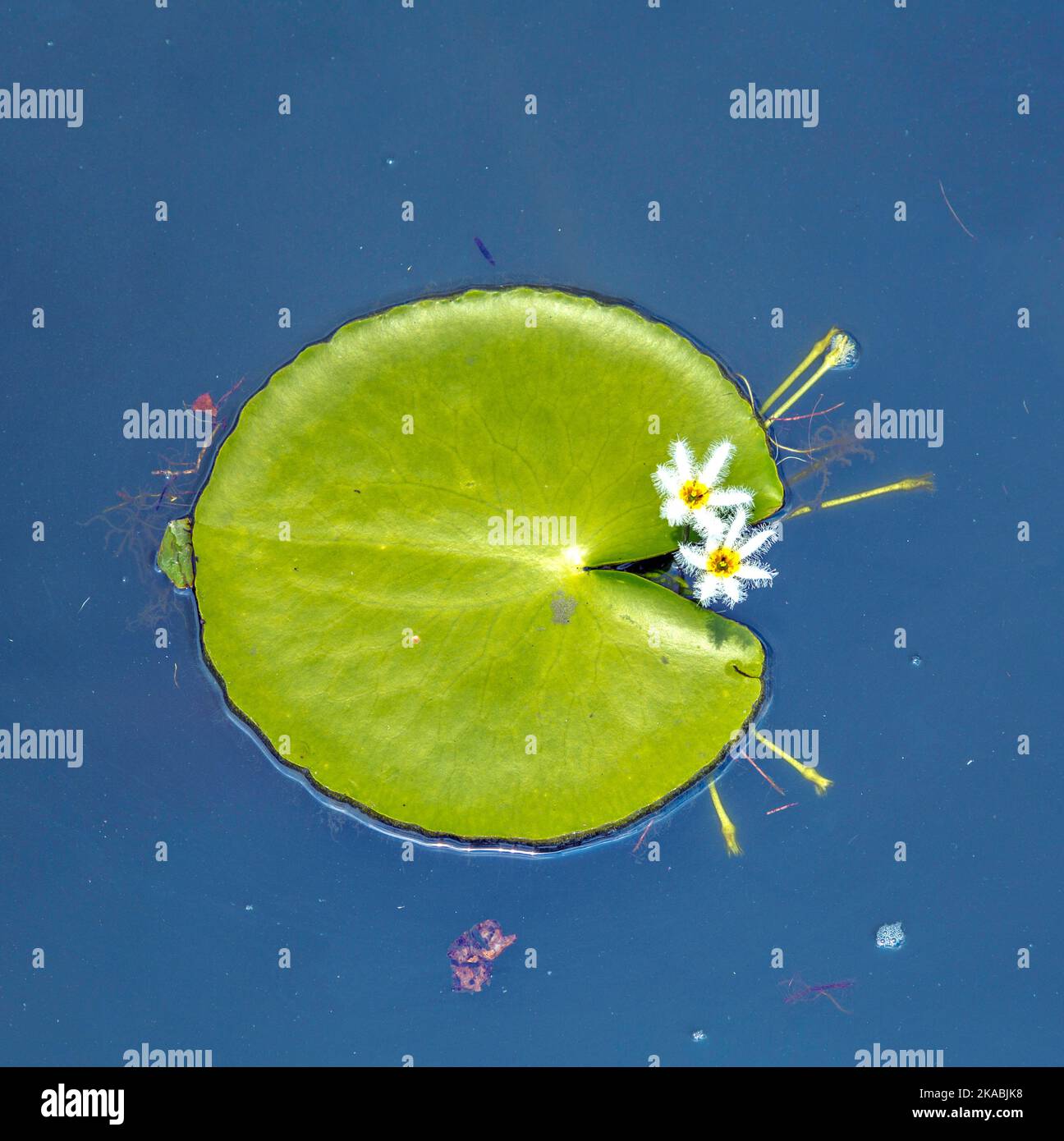 leave of lotus flower plant with blooming new plant Stock Photo - Alamy