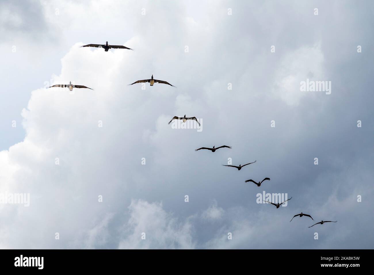 pelicans flying in an organised structure along the beach Stock Photo ...