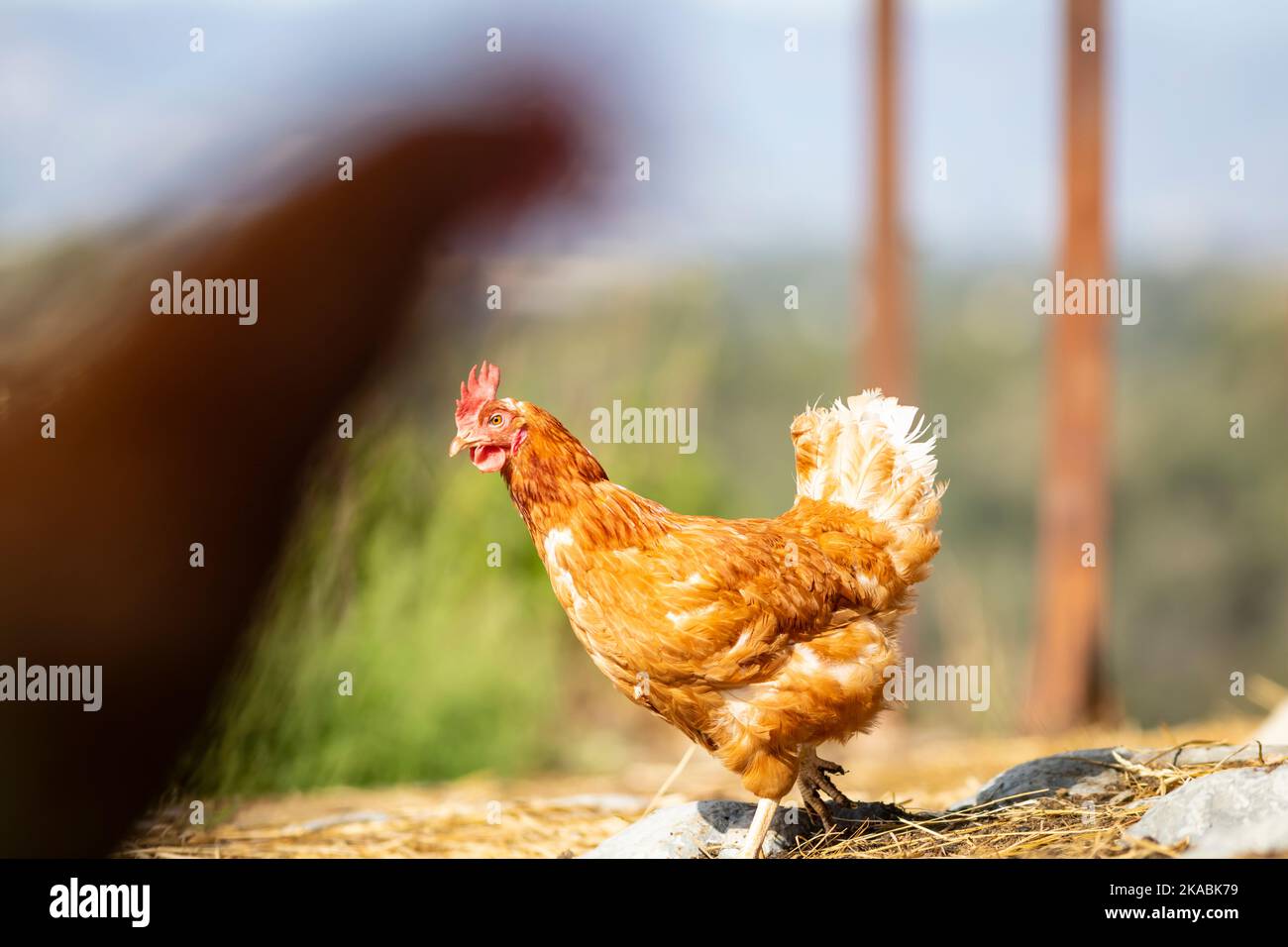 Free-range hens on a sunny morning Stock Photo - Alamy