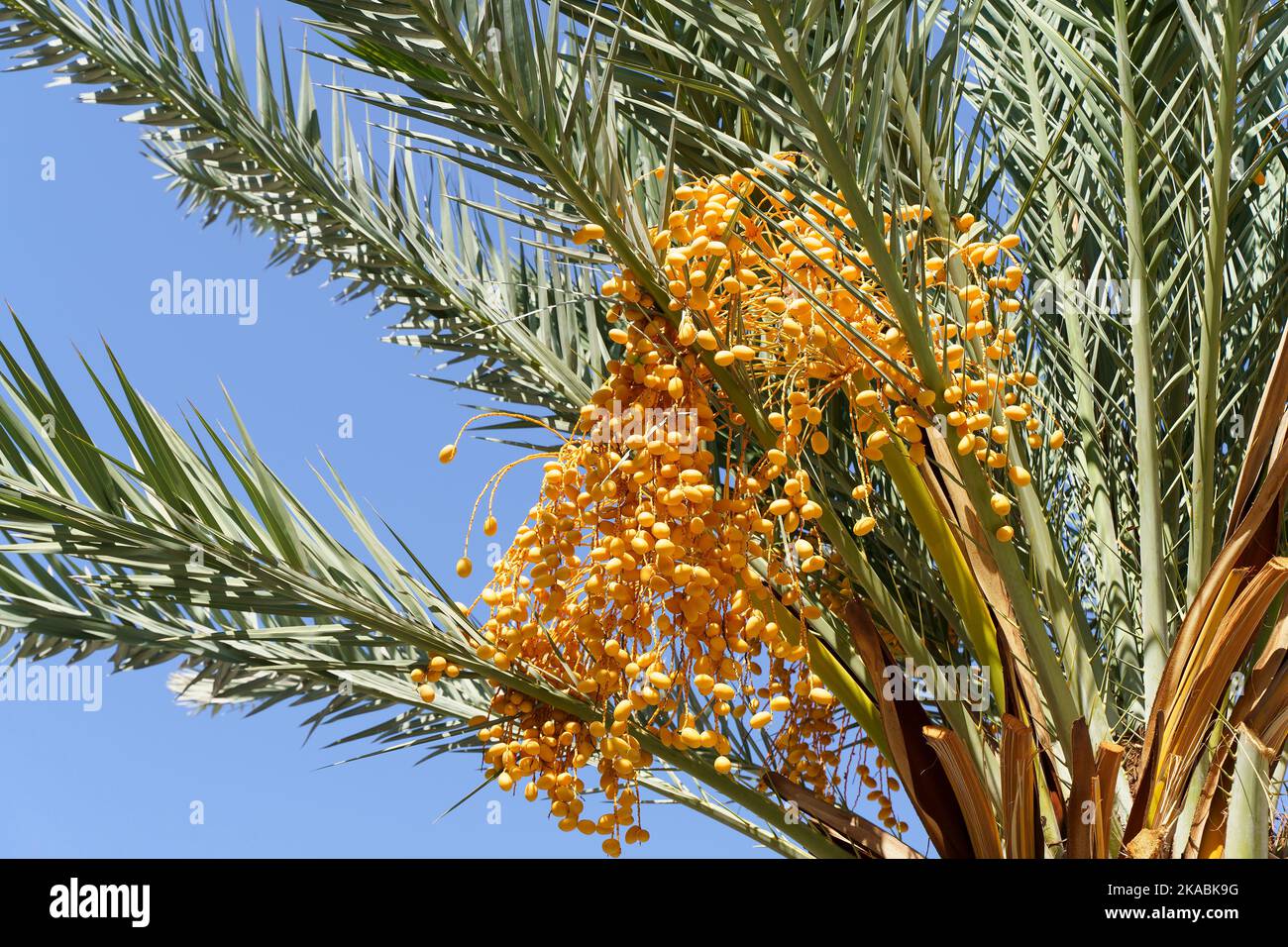 Date palm tree with branches and fresh growing dates against a sunny ...