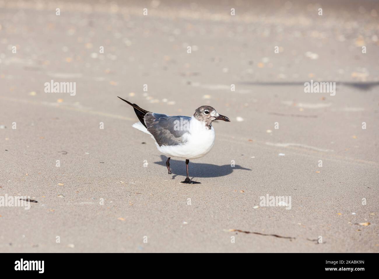 Handicapped bird hi-res stock photography and images - Alamy