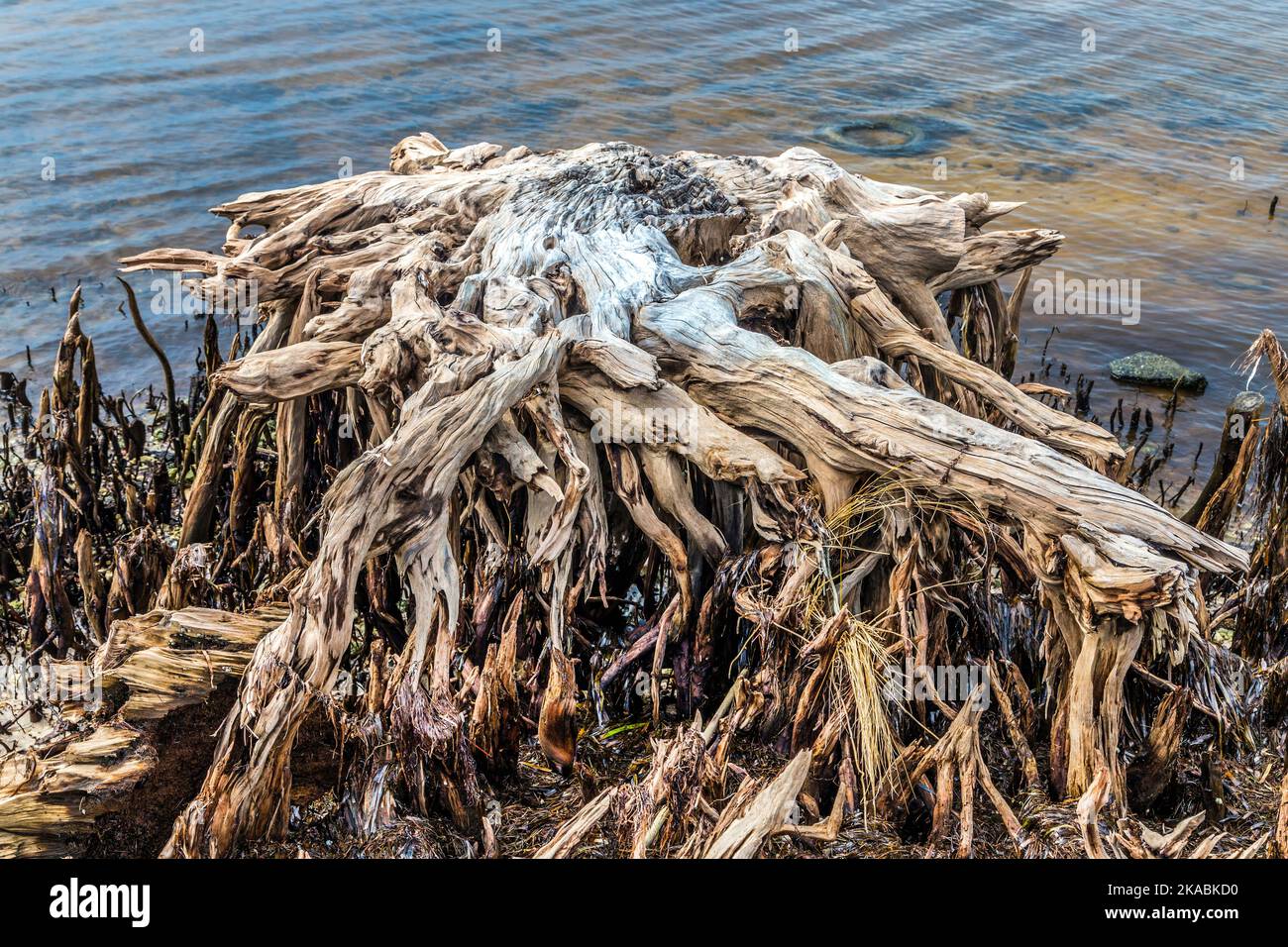 bizarre old rotten trees at the coast Stock Photo - Alamy