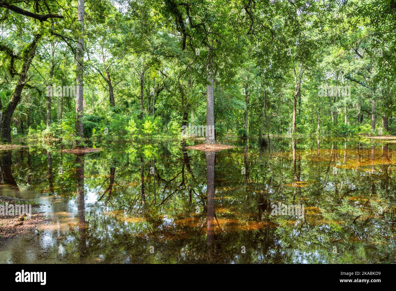 Bald Trees reflecting in the water in a florida swamp on a warm summer ...