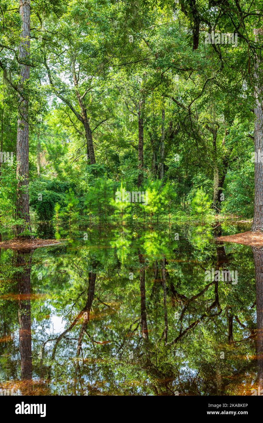 Bald Trees reflecting in the water in a florida swamp on a warm summer ...