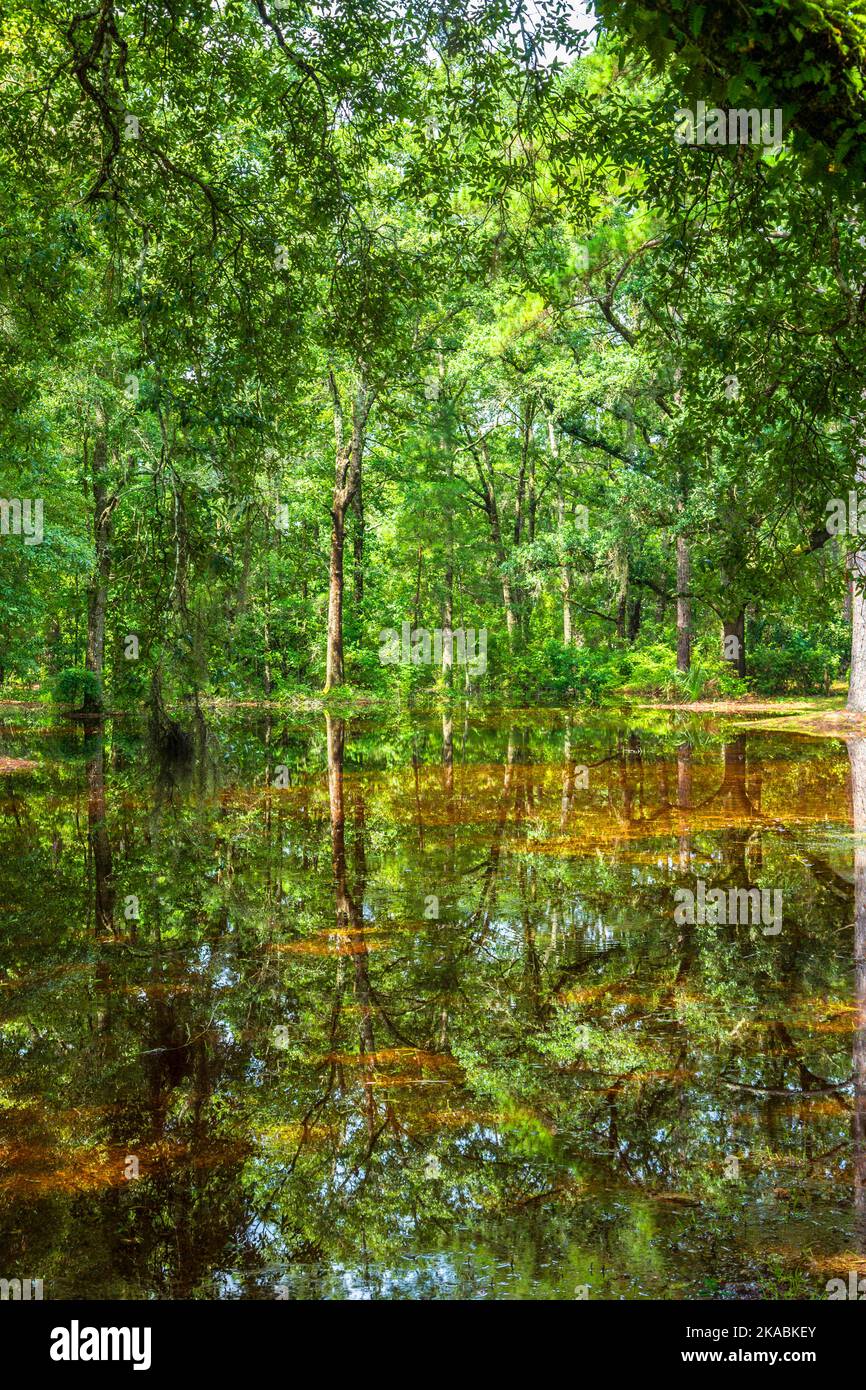 Bald Trees reflecting in the water in a florida swamp on a warm summer ...