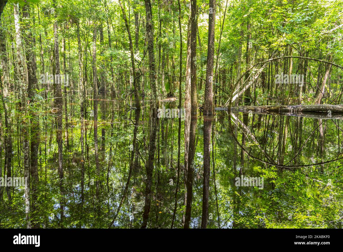 Bald Trees reflecting in the water in a florida swamp on a warm summer ...