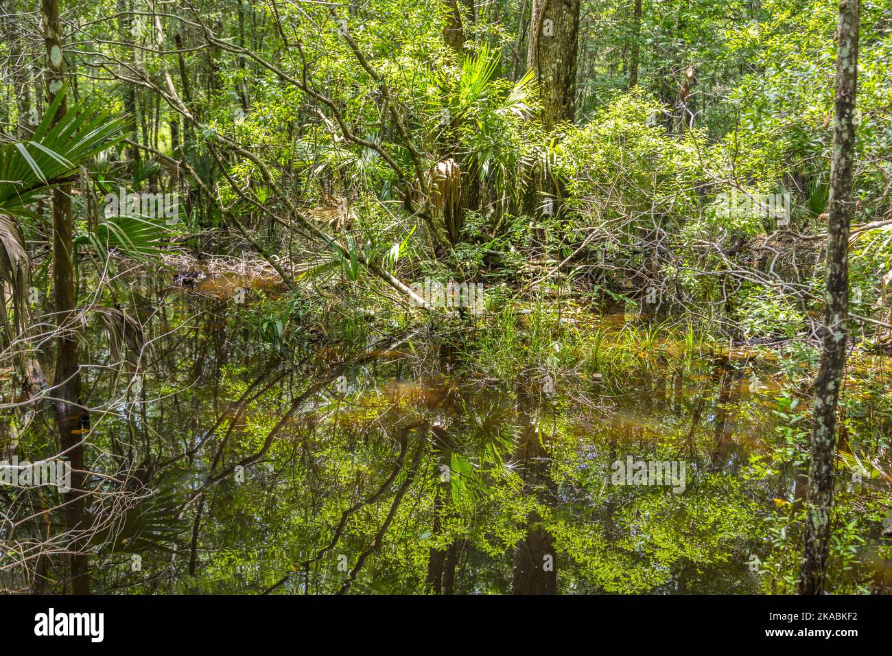 Bald Trees reflecting in the water in a florida swamp on a warm summer ...