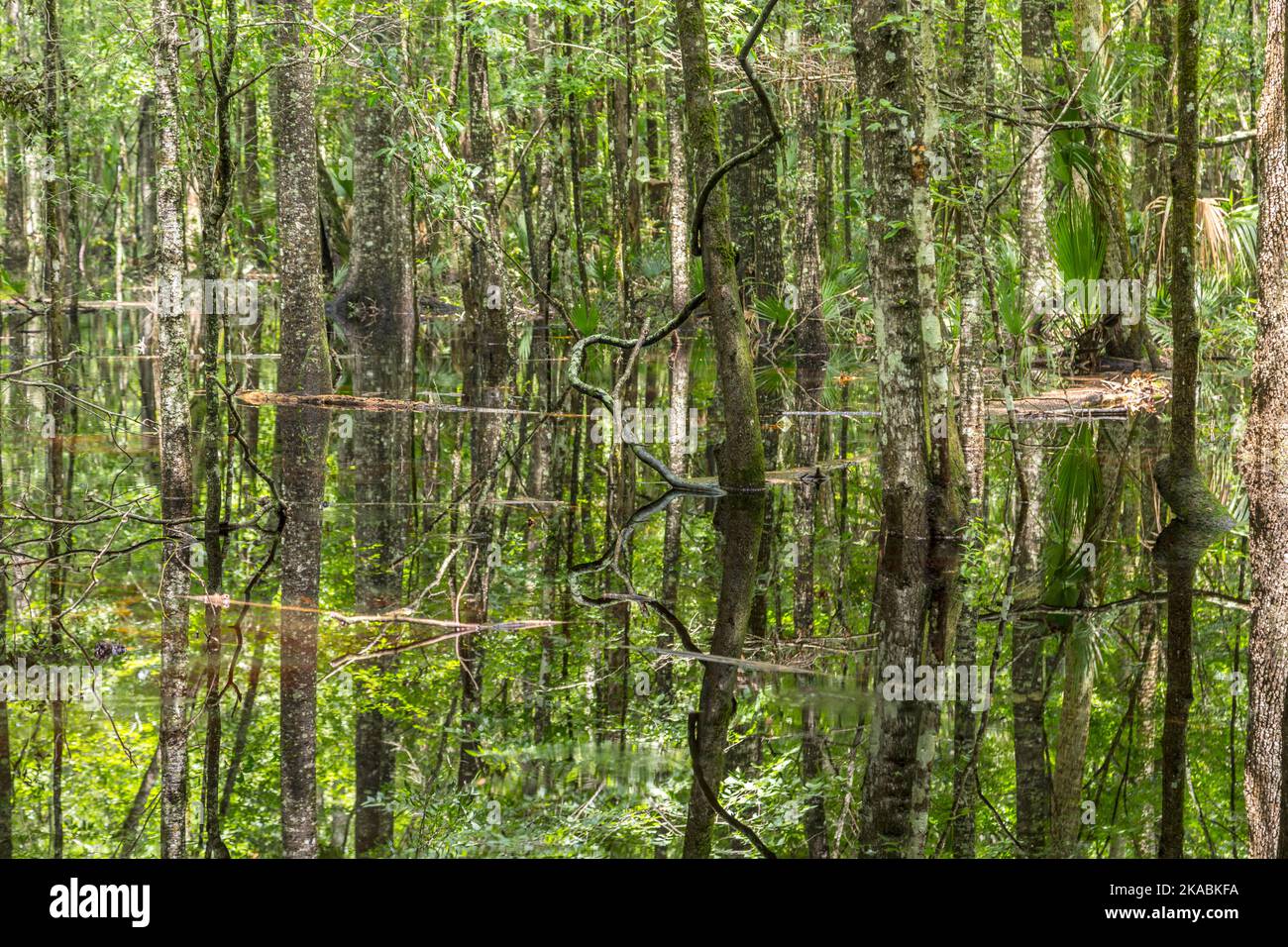 Bald Trees reflecting in the water in a florida swamp on a warm summer ...