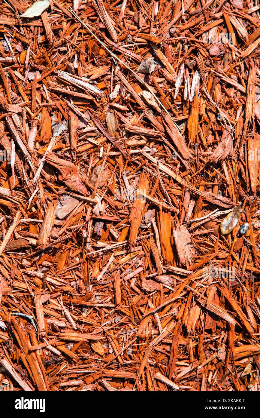 Background of natural wood shavings from a tree Stock Photo - Alamy