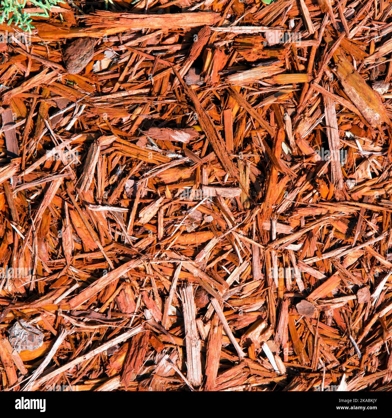Background of natural wood shavings from a tree Stock Photo - Alamy