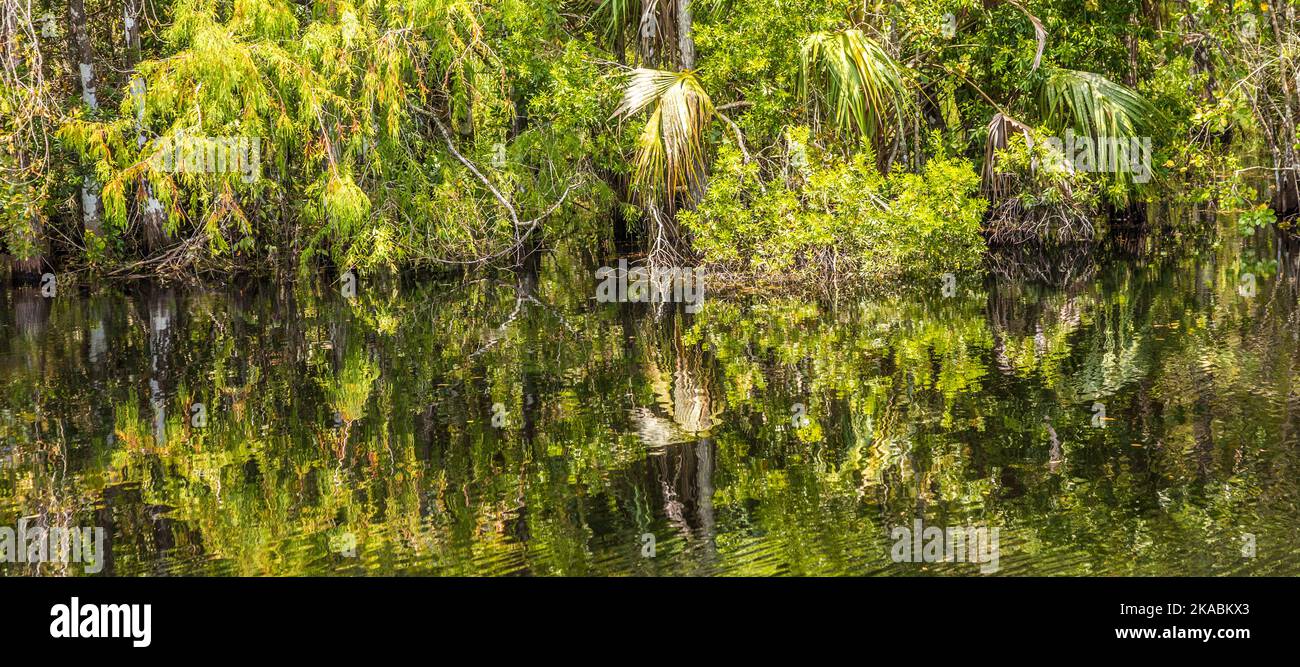 undergrowth and roots of green Mangrove trees In the Everglades ...