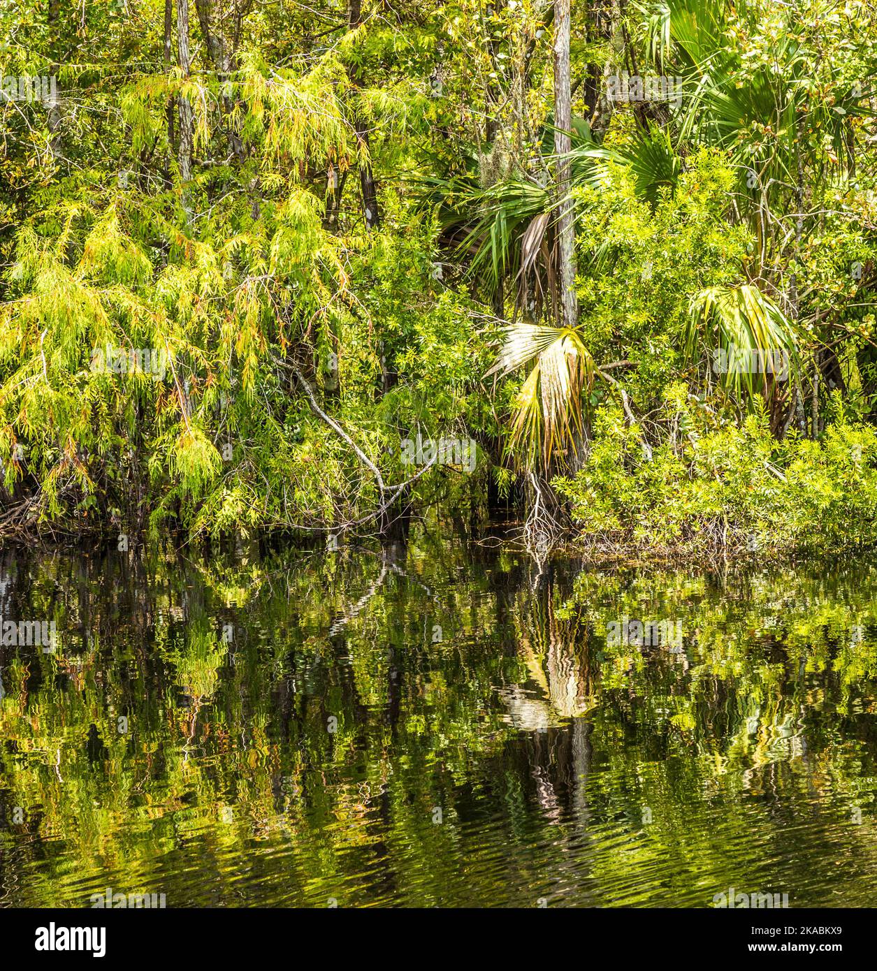 Mangroves in everglades coast hi-res stock photography and images - Alamy