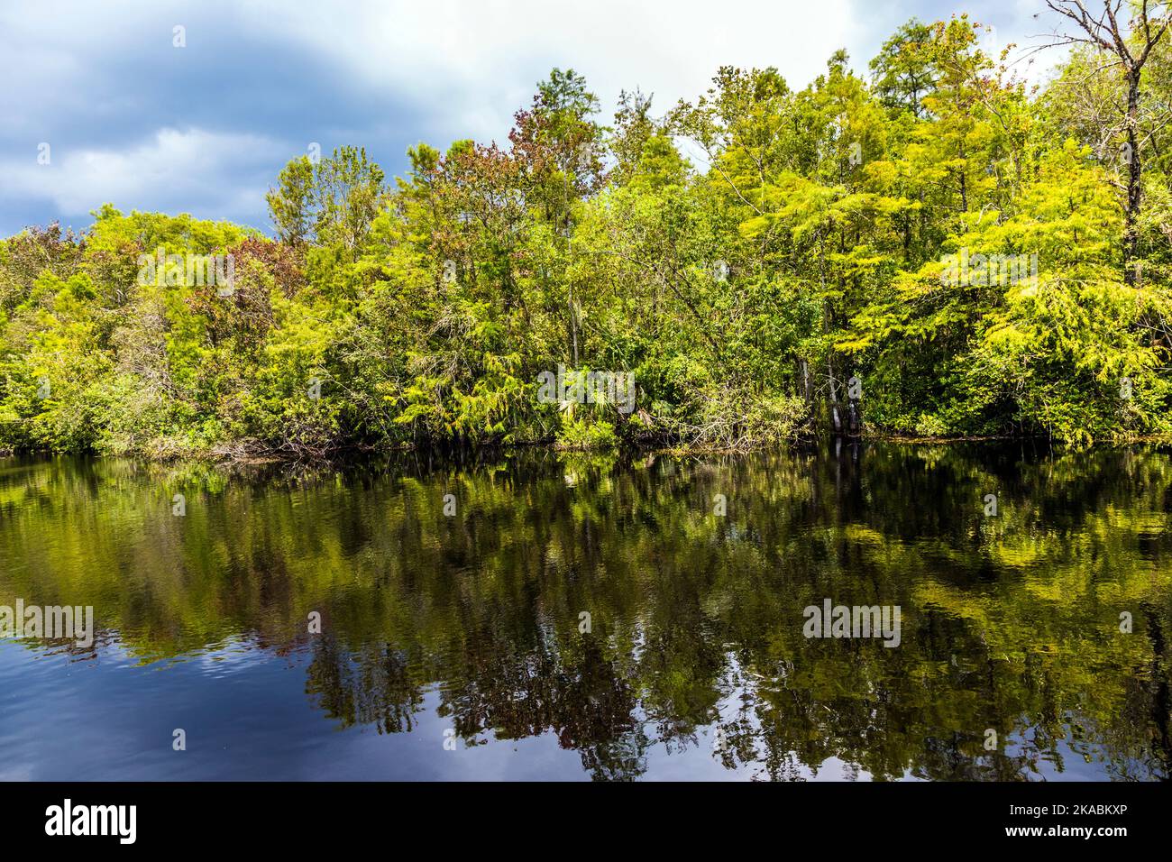 Mangroves in everglades coast hi-res stock photography and images - Alamy