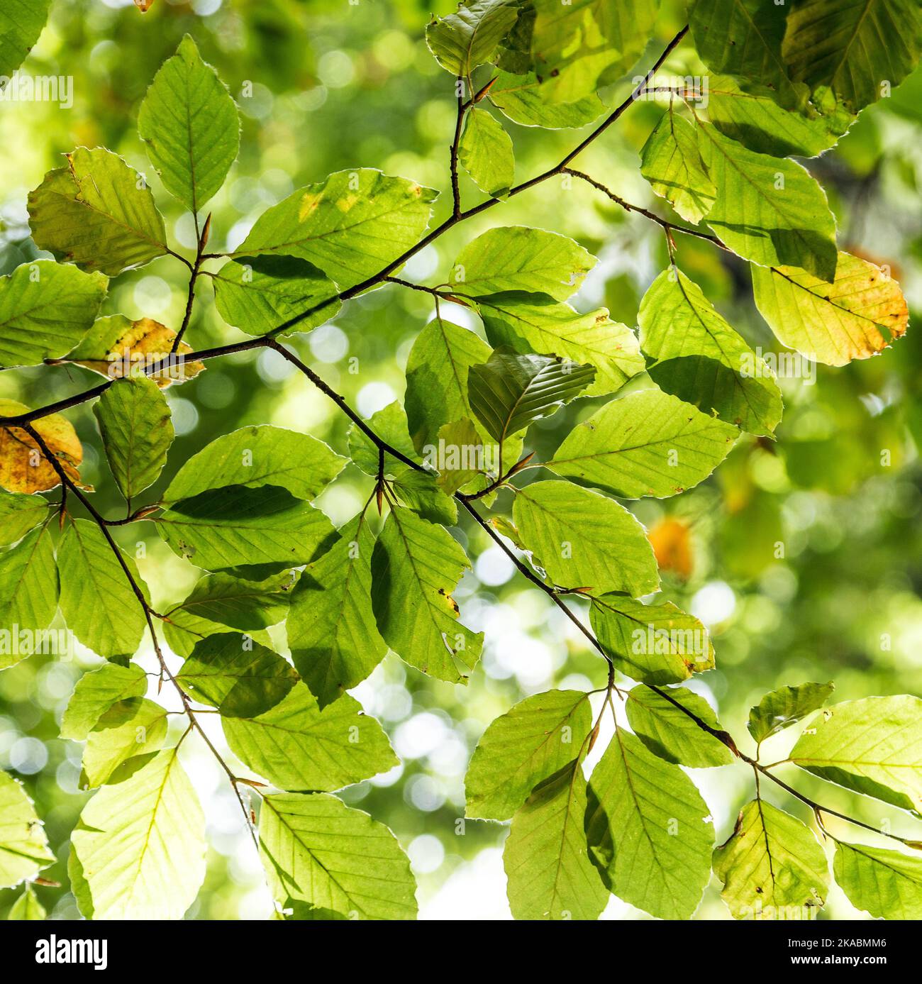 beautiful green leaves in the forest Stock Photo - Alamy