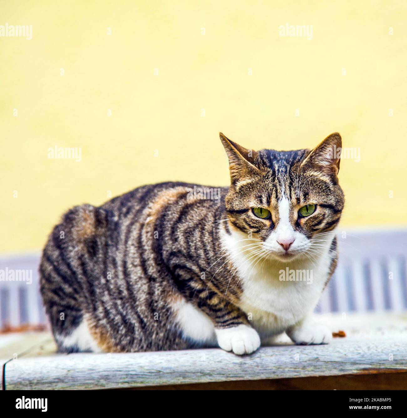 Cat sitting on a garden table hi-res stock photography and images - Alamy