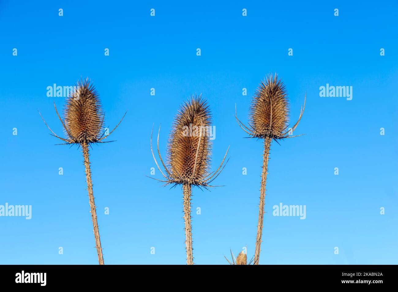 Three thistles in a field with blue sky Stock Photo - Alamy
