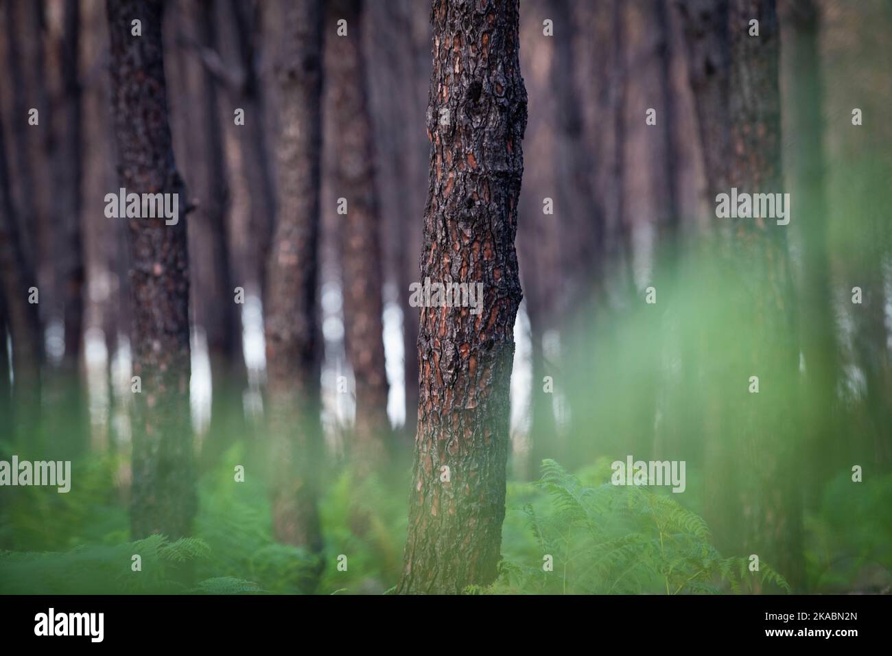 Pine forest after a large scale fire in France, Landscape of a burnt ... Pine forest after a large scale fire in France, Landscape of a burnt ...