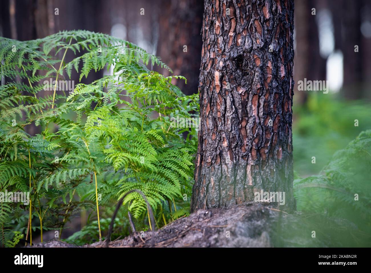 Pine forest after a large scale fire in France, Landscape of a burnt ... Pine forest after a large scale fire in France, Landscape of a burnt ...