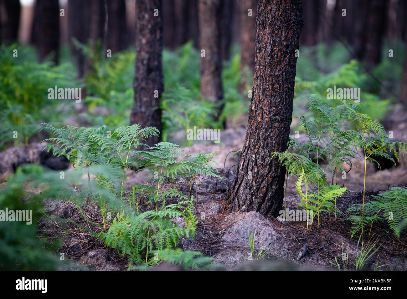 Dead ash tree france hi-res stock photography and images - Alamy