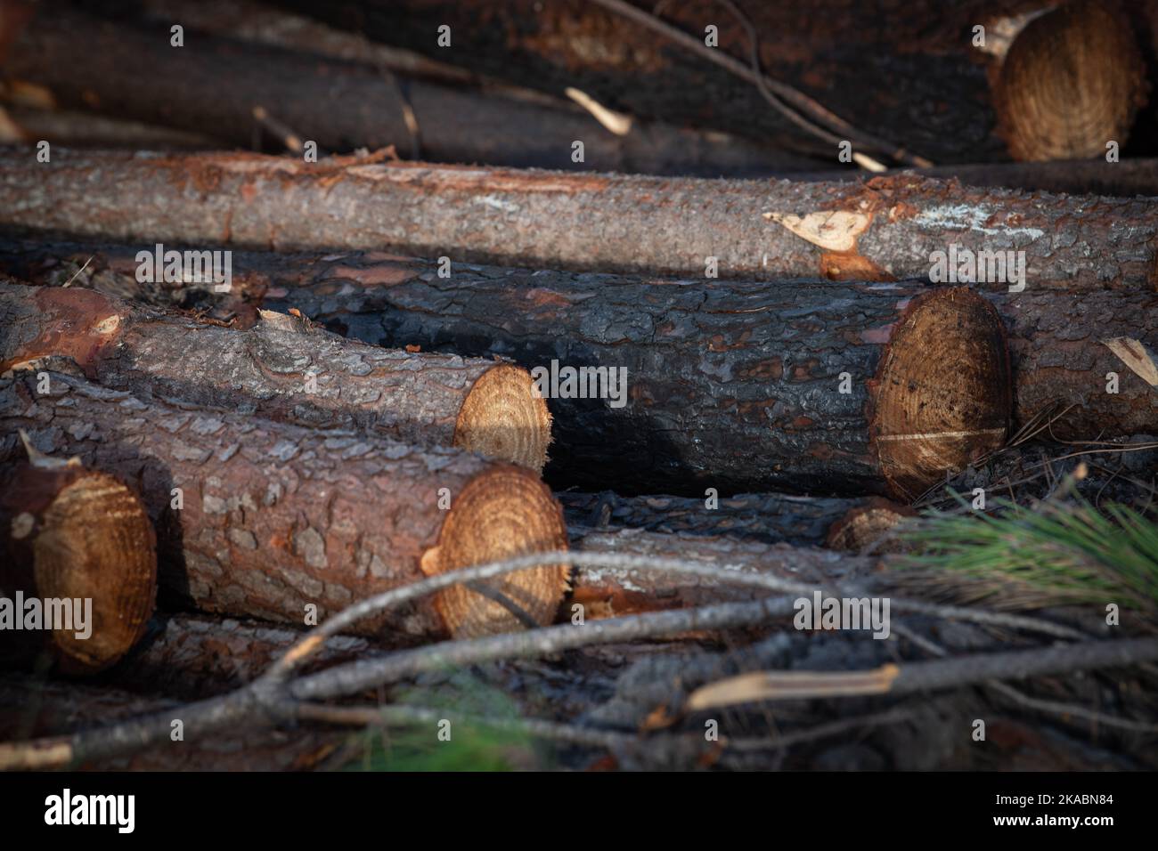 Dead ash tree france hi-res stock photography and images - Alamy