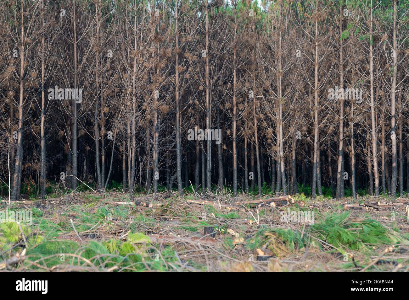 Pine forest after a large scale fire in France, Landscape of a burnt ...