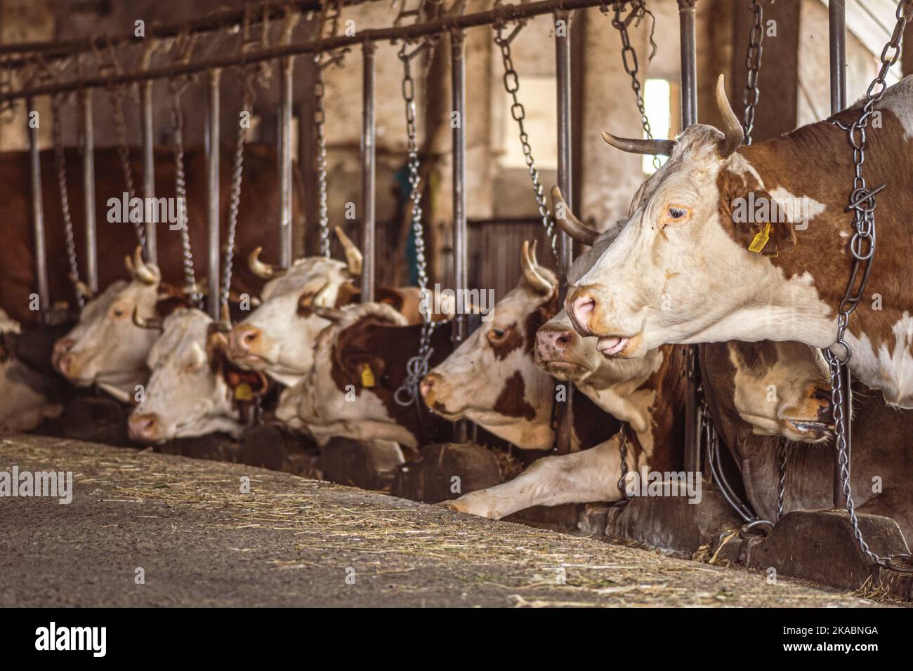 Intensive breeding of cows in a row exploited for milk production ...