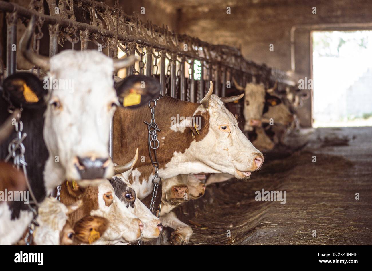 Intensive breeding of cows in a row exploited for milk production ...