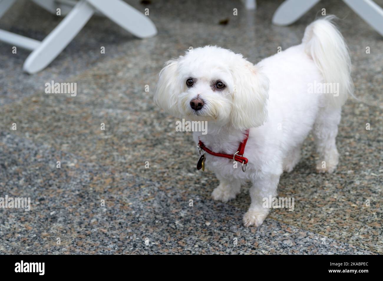 Adorable little white Havanese dog eyeing up the camera as it stands ...