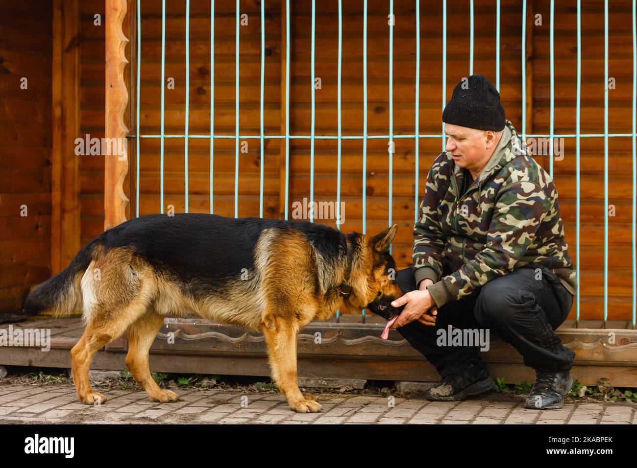 German shepherd dog in training Stock Photo - Alamy