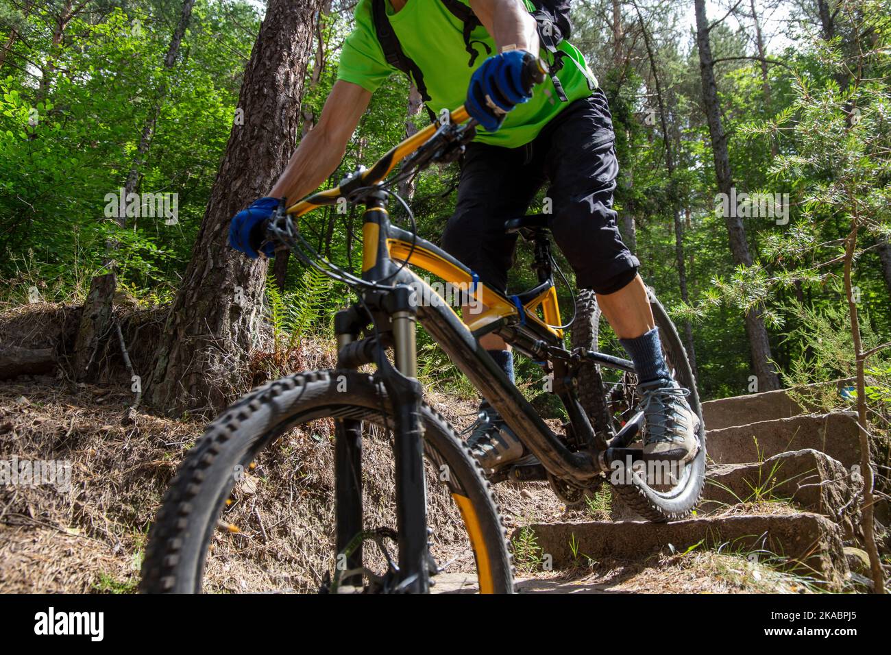 Mountain biker in the Palatinate Forest riding a difficult single trail ...