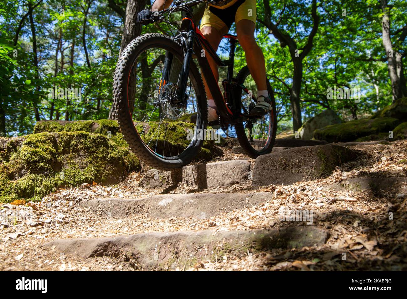 Mountain biker in the Palatinate Forest rides a difficult single trail ...
